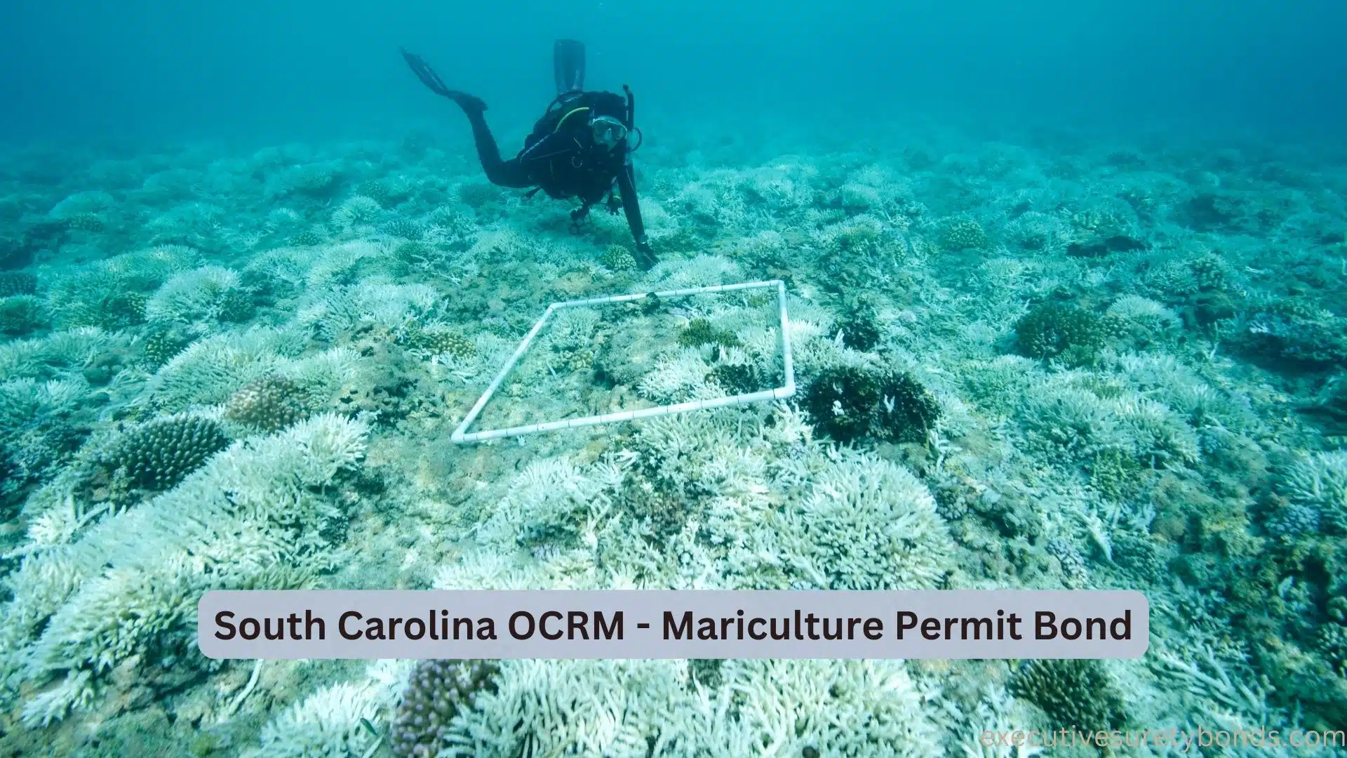 Cultivating the Ocean: The South Carolina OCRM Mariculture Permit Bond - Axcess Surety